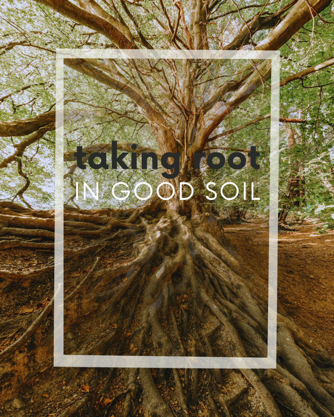 Taking Root in Good Soil – Leonie Thomas